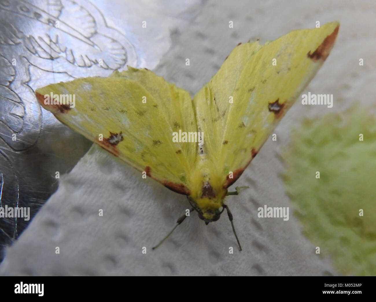 The Brimstone moth, known for its bright yellow color, is a species ...