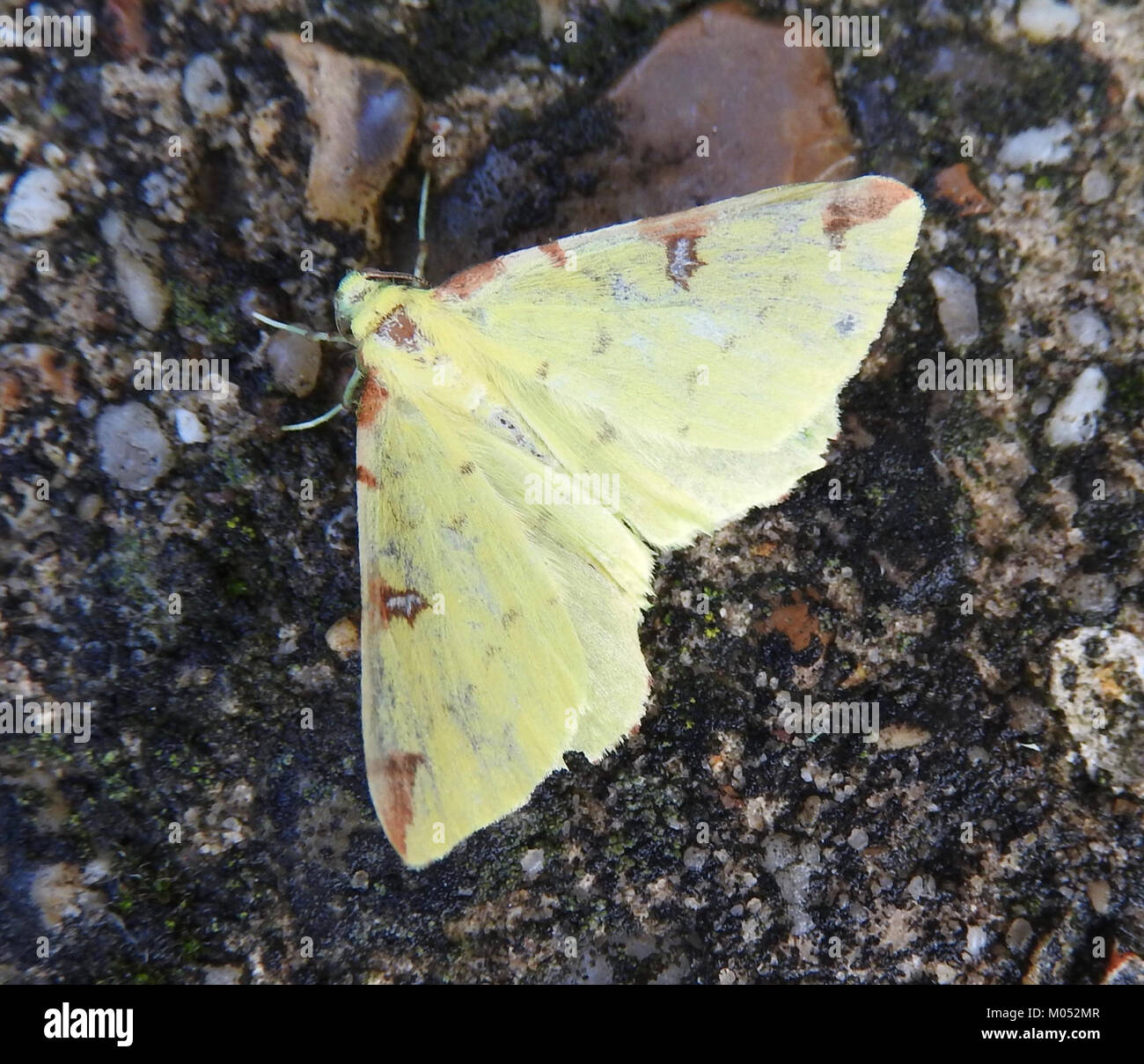 The Brimstone moth (*Opisthograptis luteolata*) is a yellow moth with ...