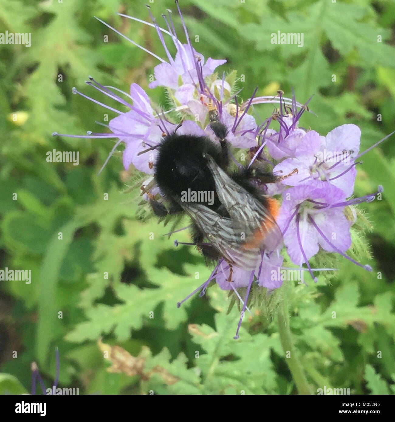 Bumblebees are attracted to Phacelia plants, known for their vibrant ...
