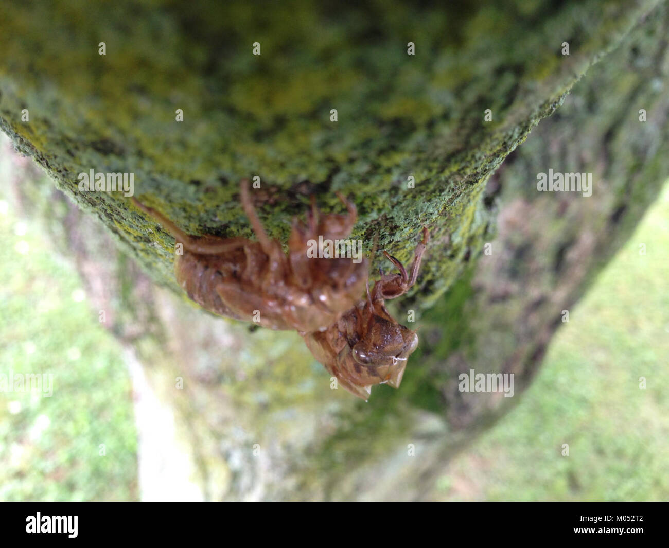 Brood V of the 17-year Magicicada periodical cicadas is known for its ...