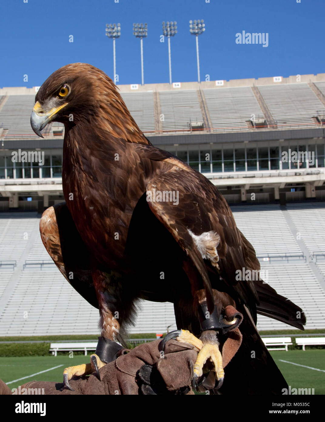 Auburn University Eagle Logo