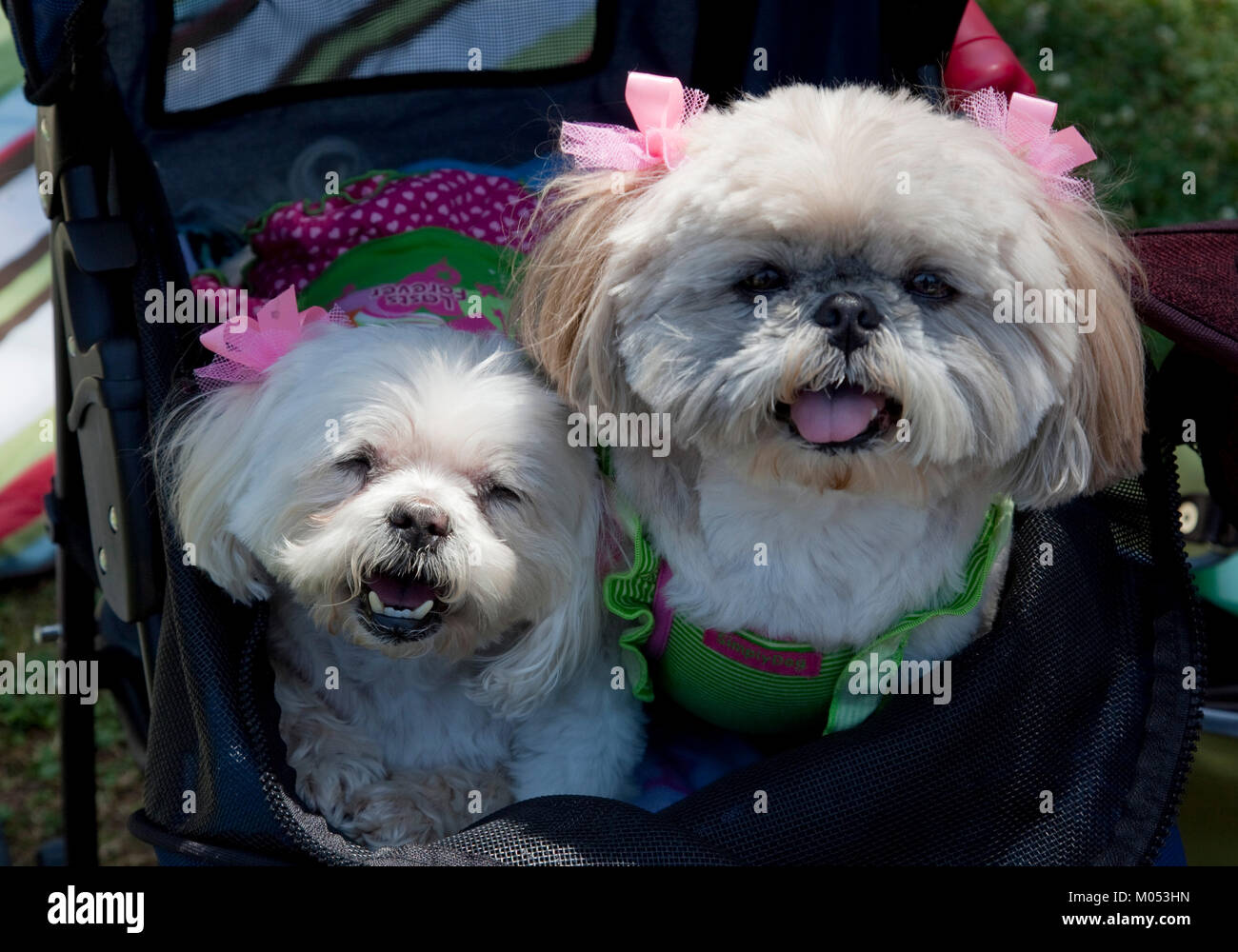 Dogs at Do Dah Day Stock Photo - Alamy