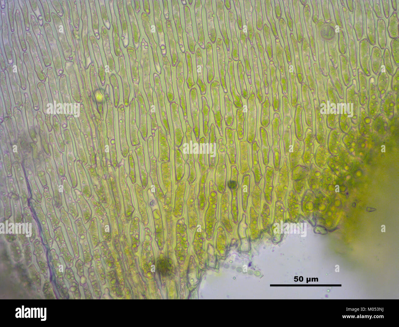 Campylium stellatum, also known as starry moss, is a species of moss ...