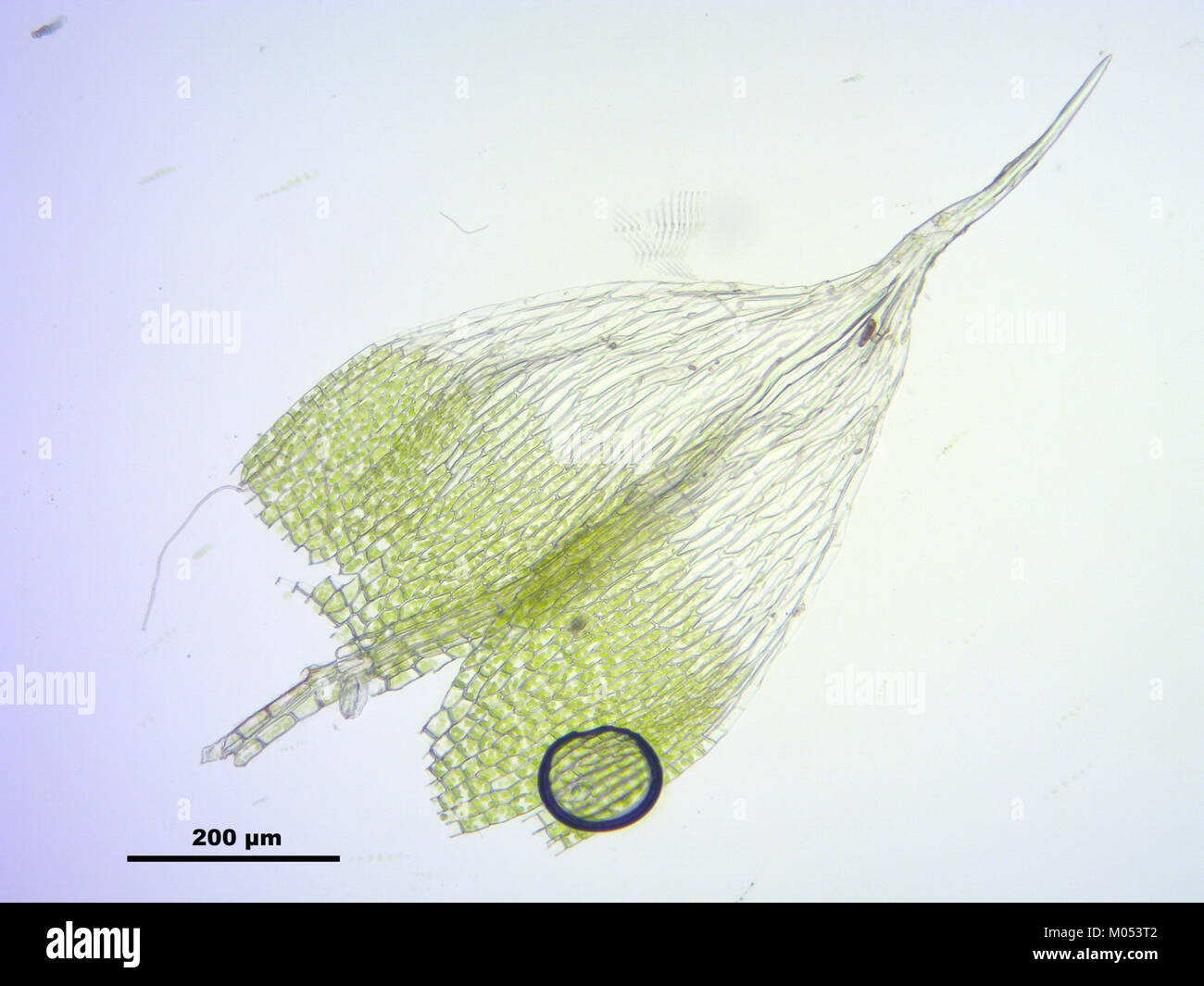 Bryum argenteum, commonly known as the silver thread moss, is a species ...