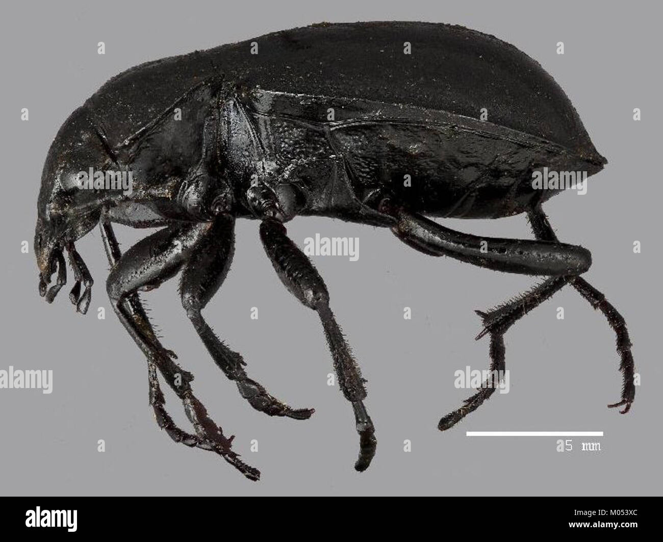 Calosoma haydeni is a species of ground beetle, characterized by its ...