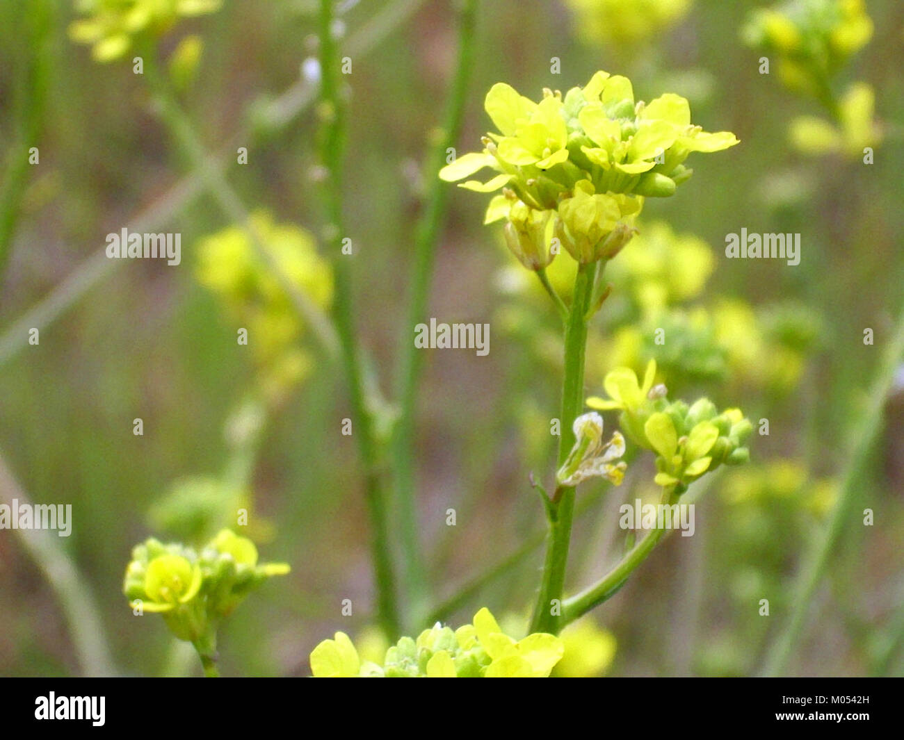 The image shows the inflorescence of *Brassica oleracea var. oleracea ...