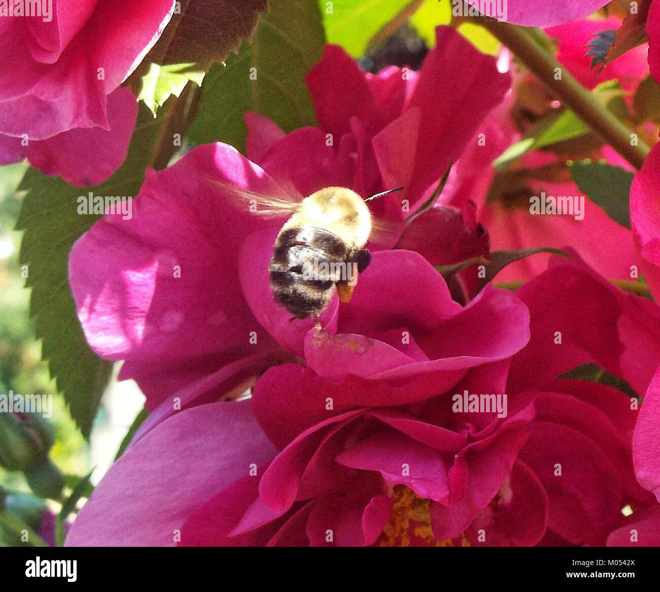 A bumblebee lands on a rose to collect pollen, with its legs carrying ...