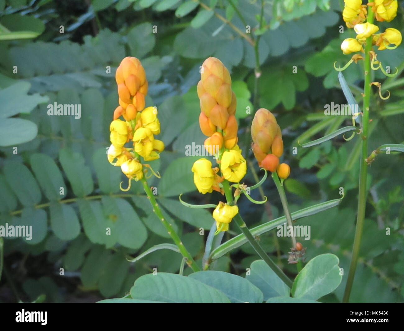 Candle bush, also known as Senna alata, is a flowering plant native to ...