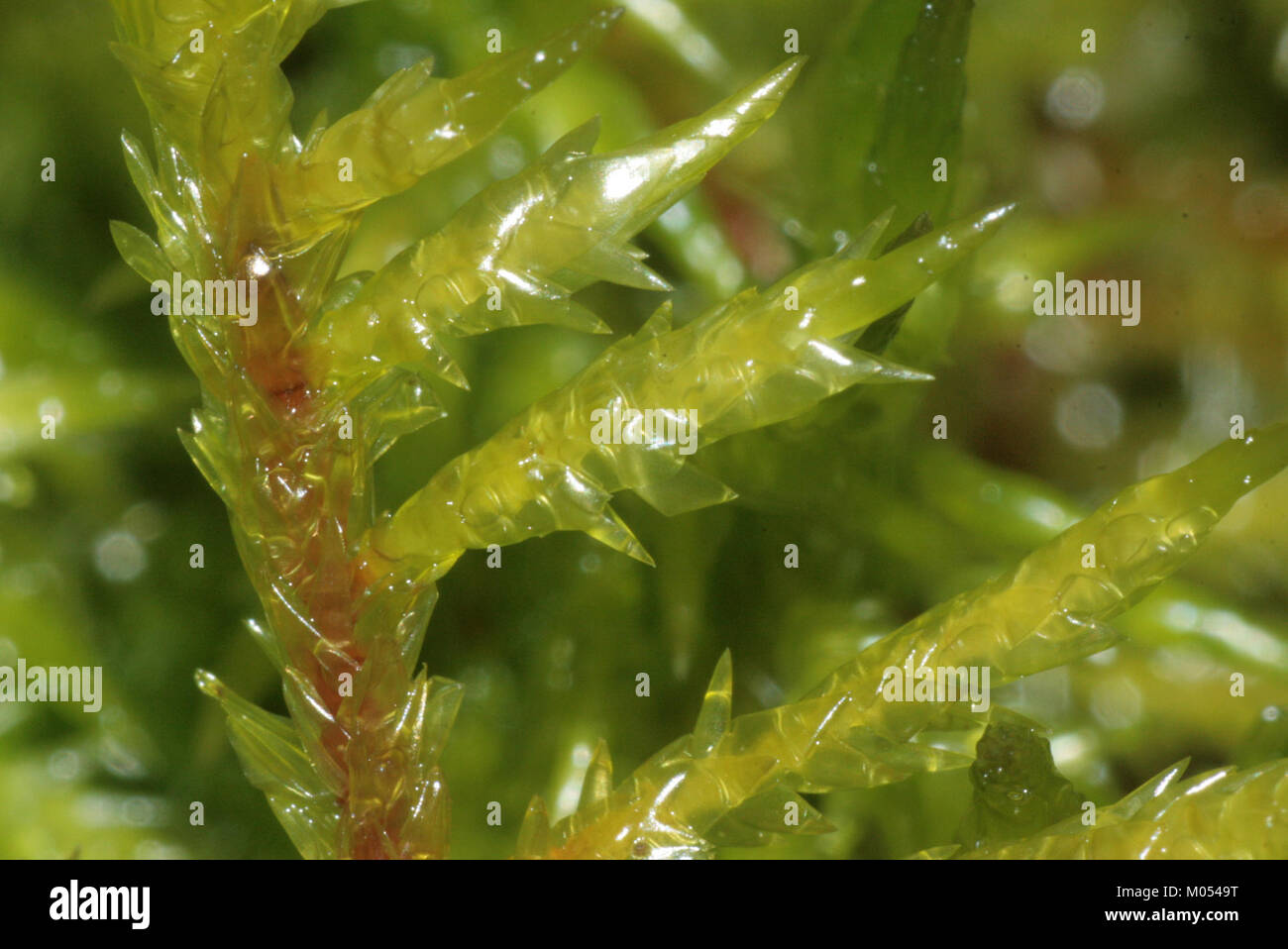 An image of the moss species Calliergonella cuspidata, showcasing its ...