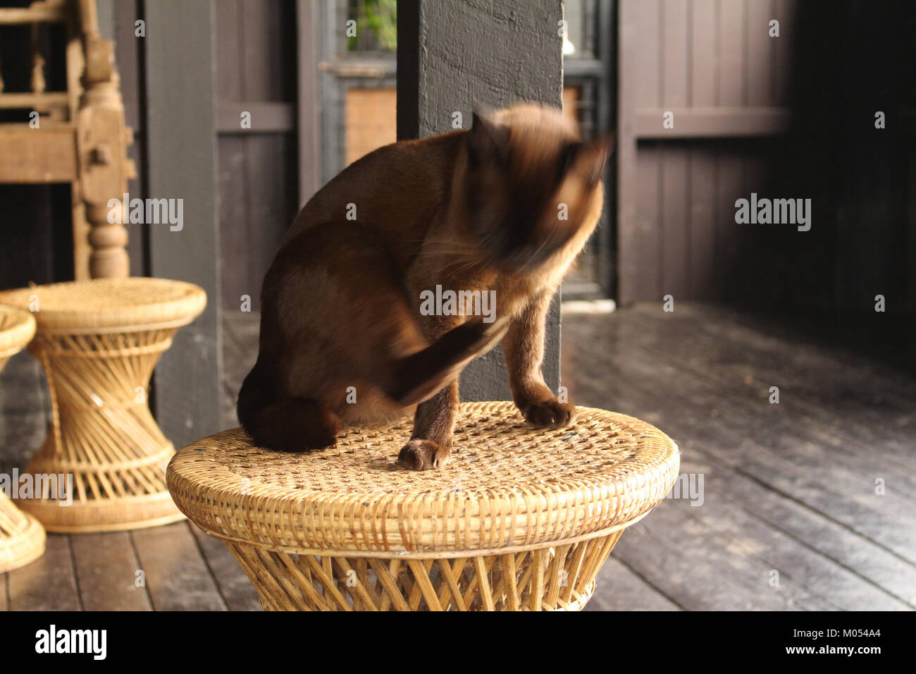 The Burmese cat is a breed known for its sleek, muscular build and ...