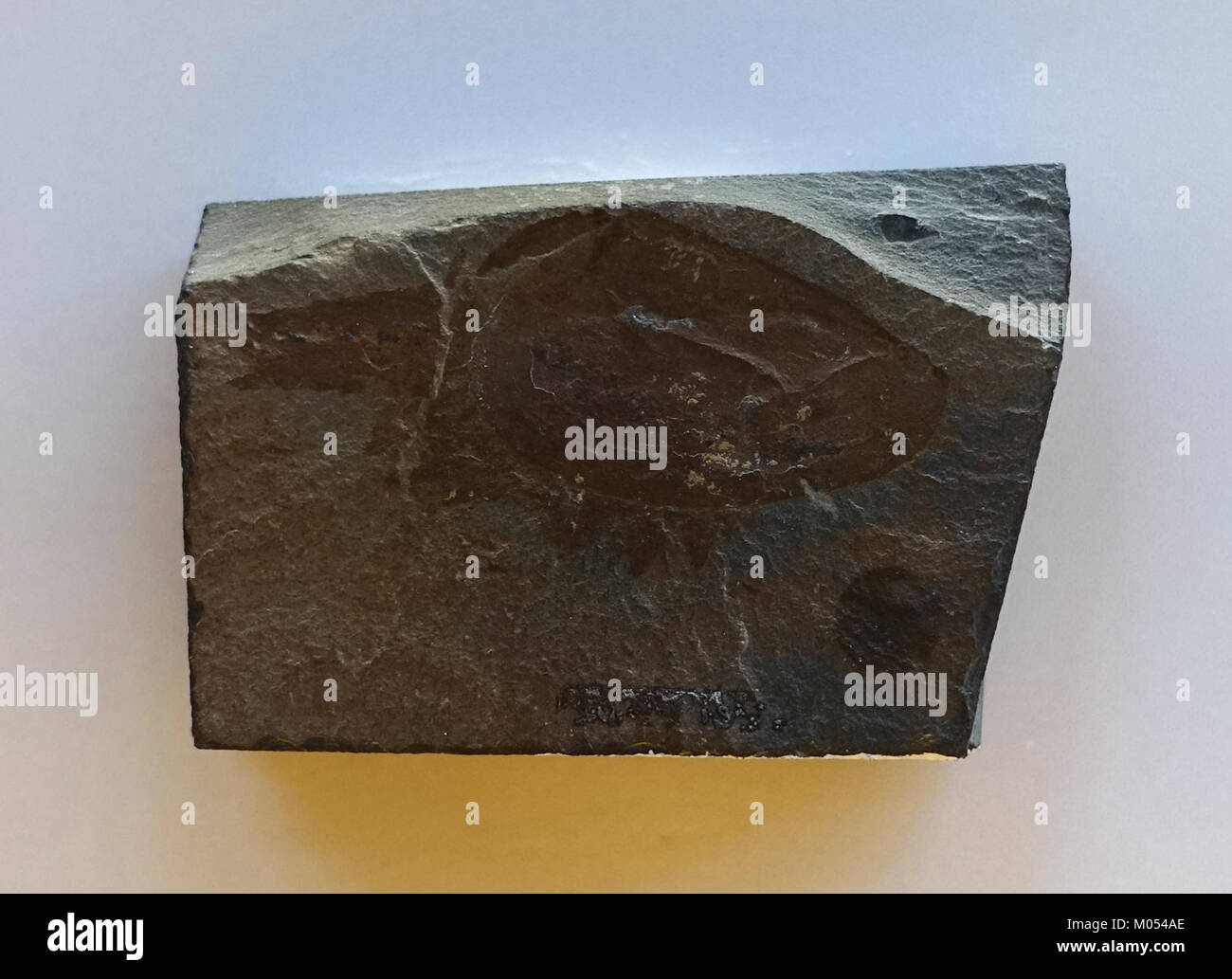 Burgess shale hi-res stock photography and images - Alamy