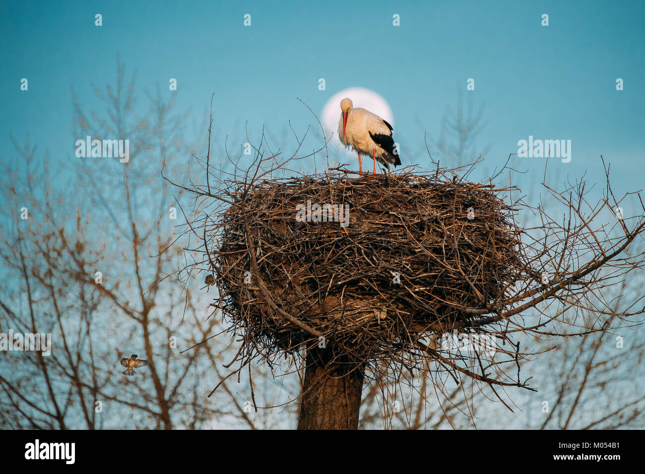 Adult European White Stork Standing In Nest On Full Moon In Blue Sky ...