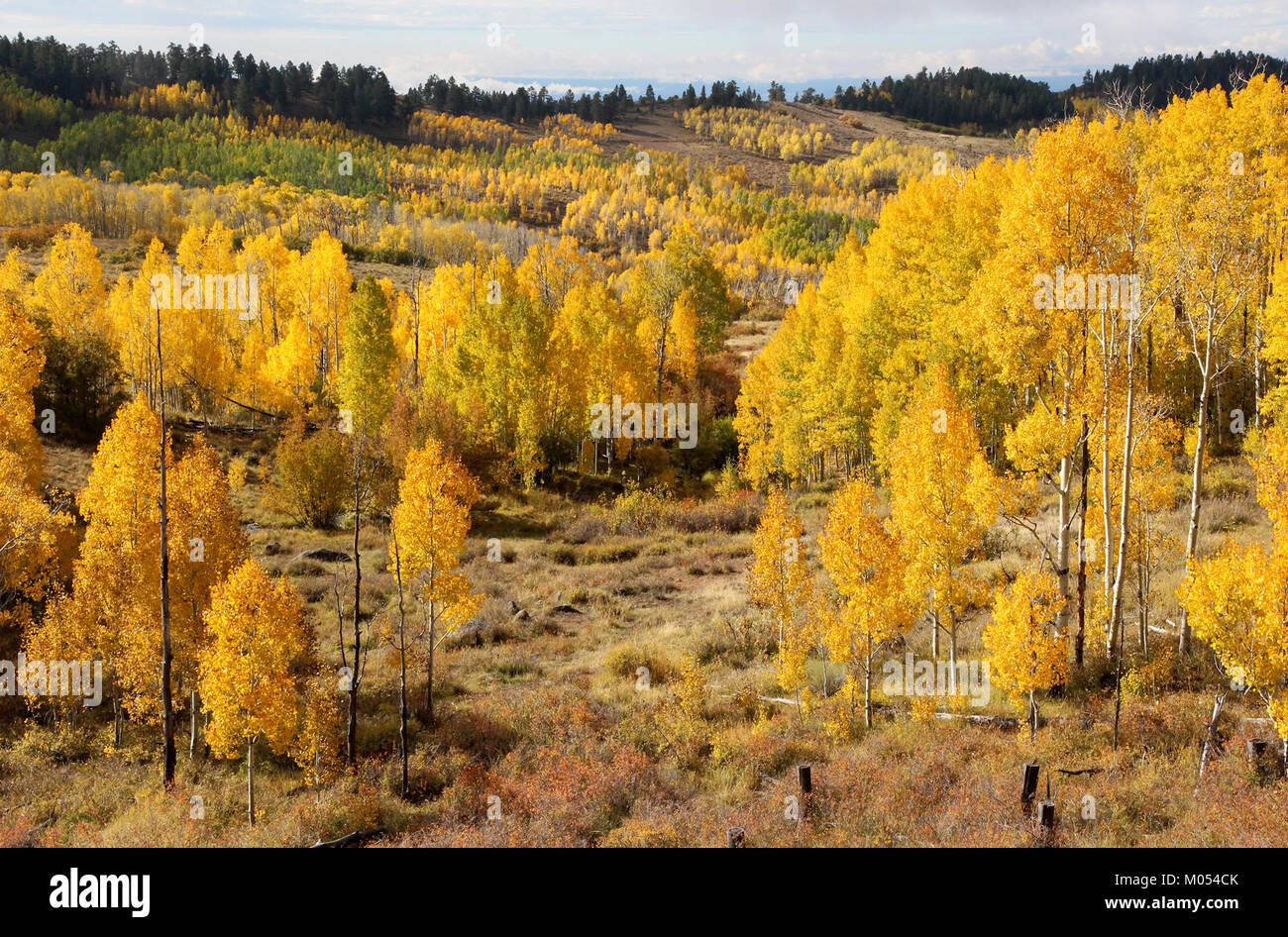 This photograph captures the fall color in Boulder Mountain, Garfield ...