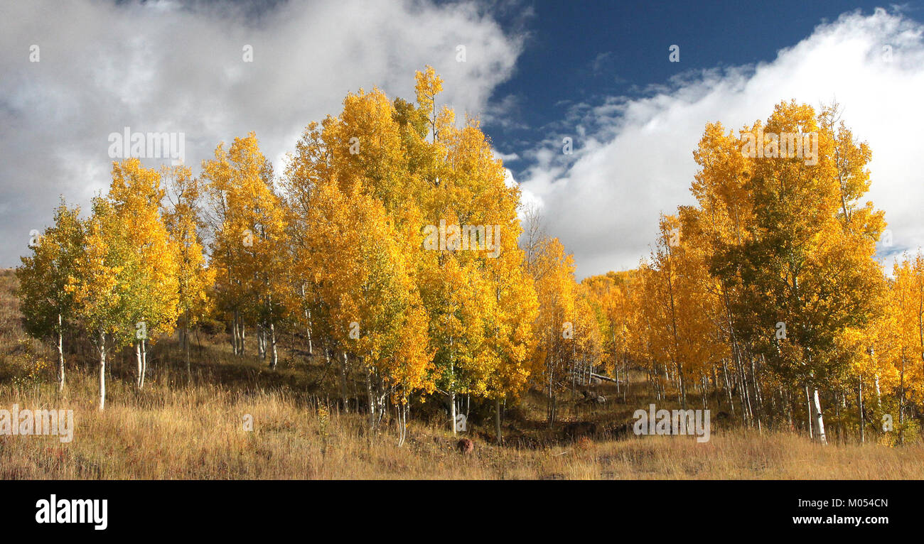 This image captures the vibrant fall colors in Boulder Mountain ...