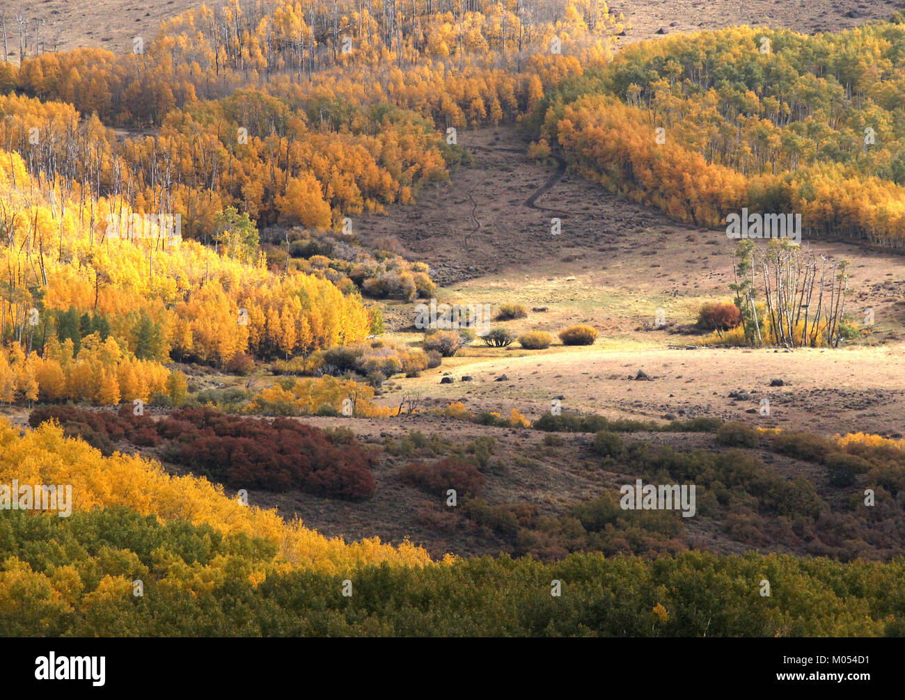 A scenic view of fall foliage at Boulder Mountain in Garfield County ...
