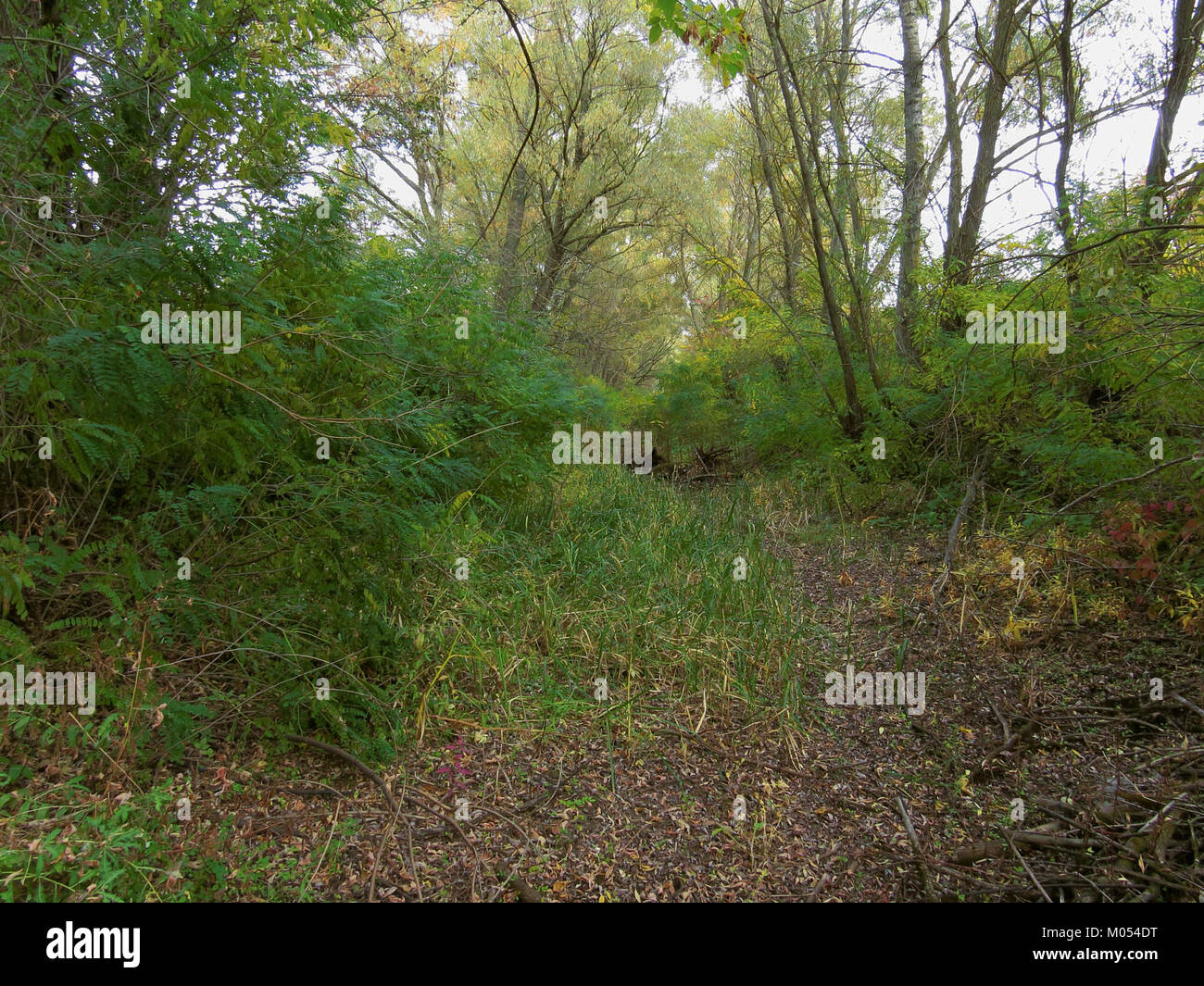 Canal Vyshcha Dubechnya 1 refers to a canal, likely located in Ukraine ...