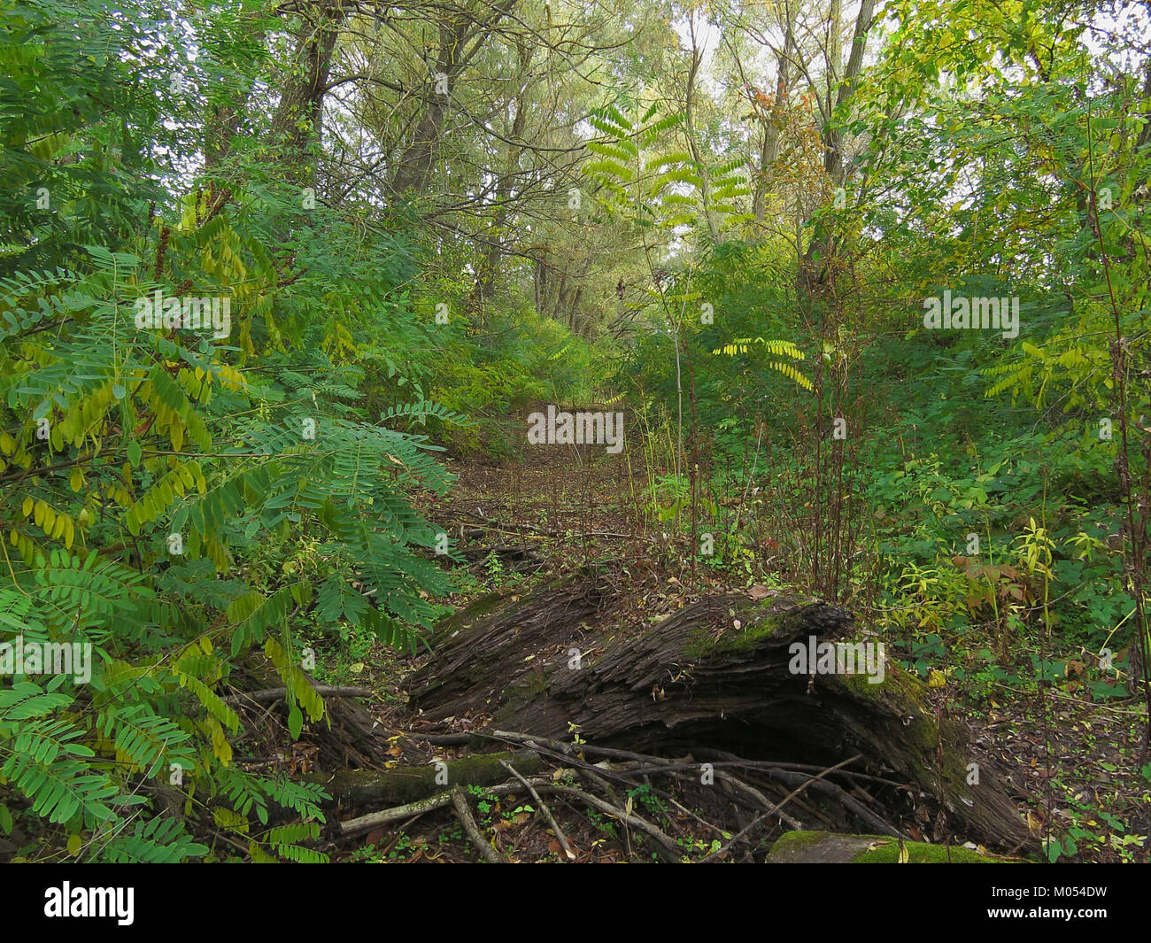 The Vyshcha Dubechnya Canal, located in Ukraine, is a historical ...