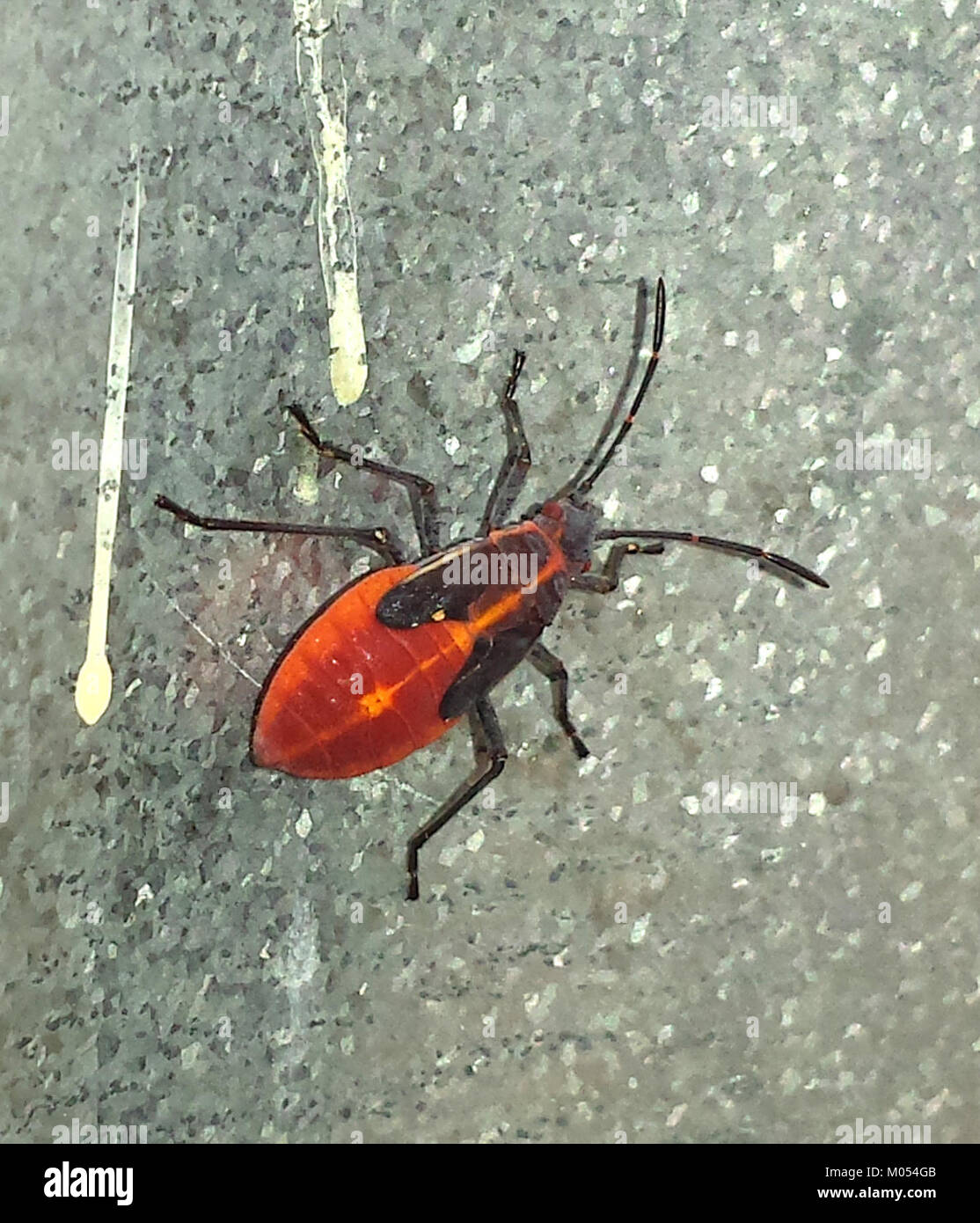 Bug snapshot hi-res stock photography and images - Alamy