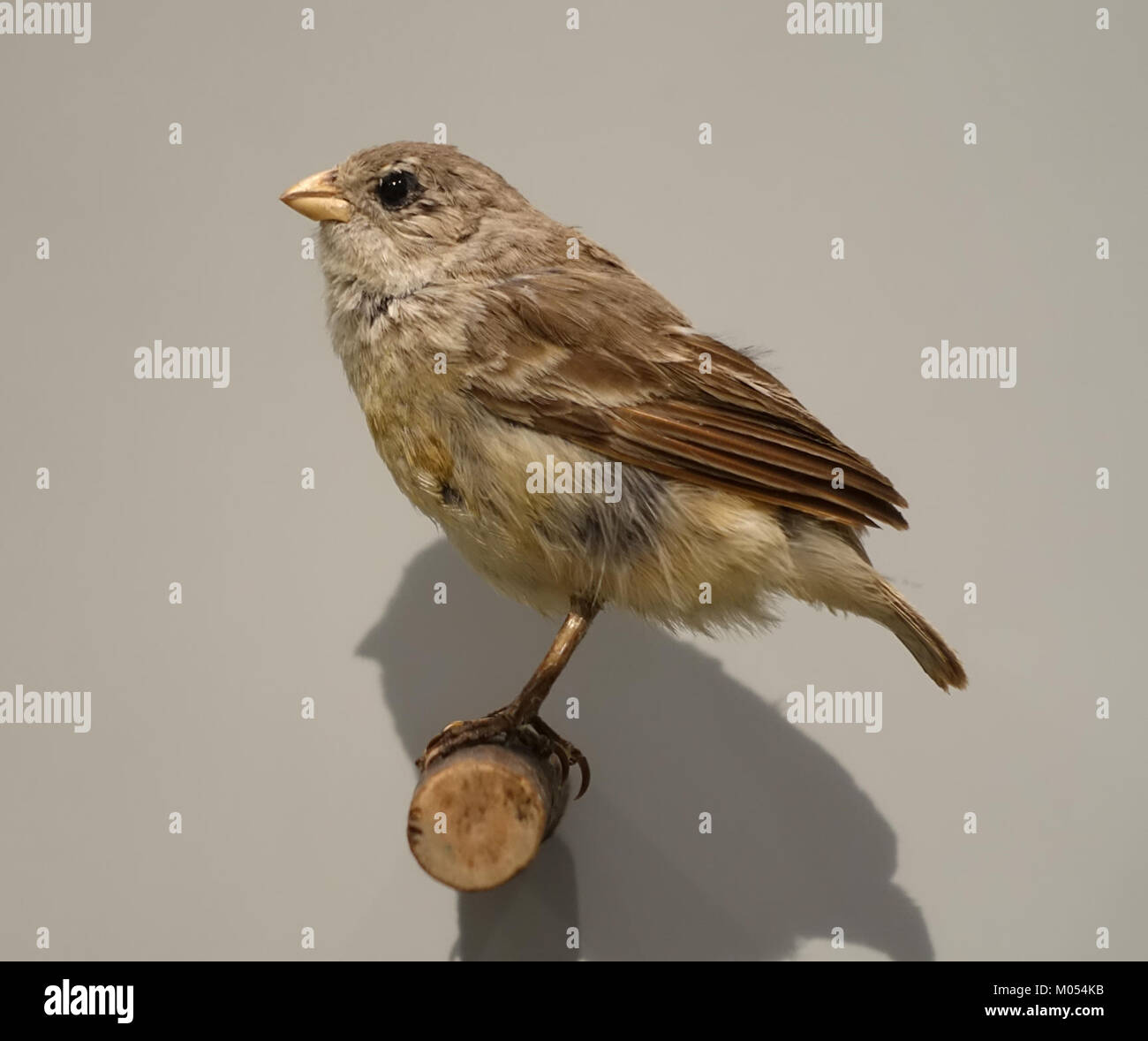 Camarhynchus parvulus, also known as the small tree finch, is a bird ...