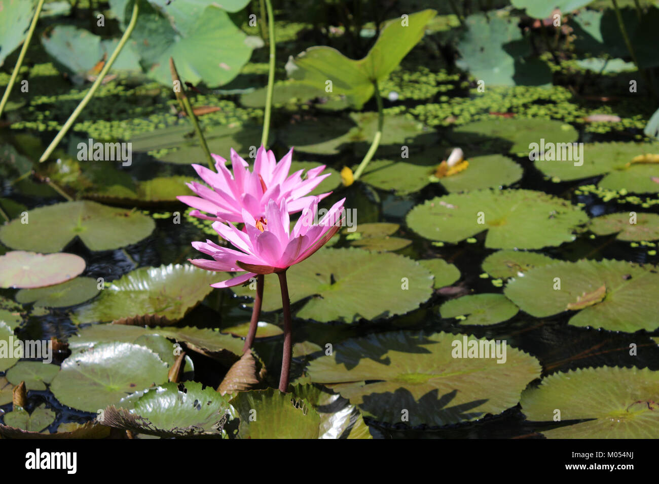 Bunga Teratai is a term meaning 'Lotus Flower' in Malay/Indonesian ...