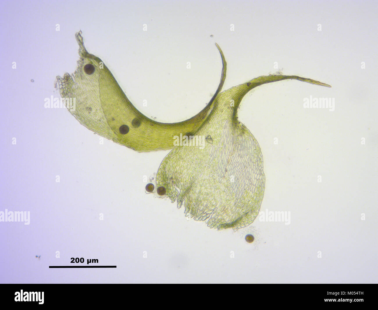 Campylophyllum halleri hi-res stock photography and images - Alamy