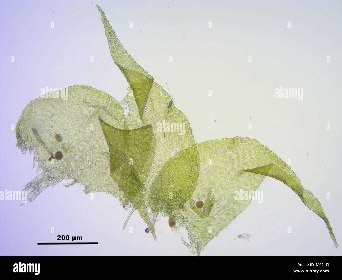 Campylophyllum halleri is a species of plant, notable for its unique ...