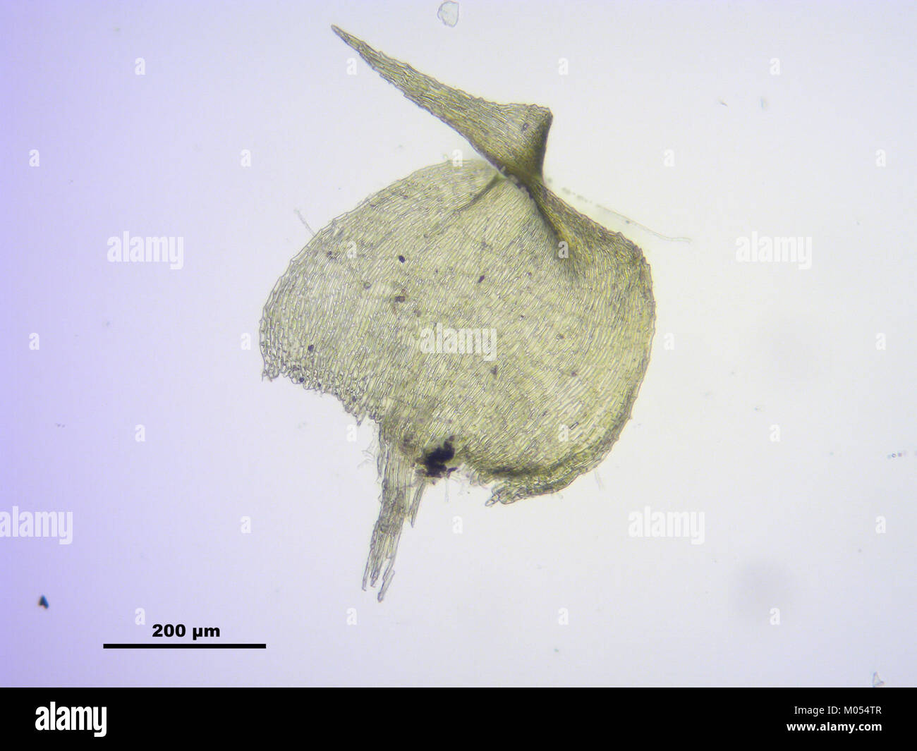 Moss specimens hi-res stock photography and images - Alamy