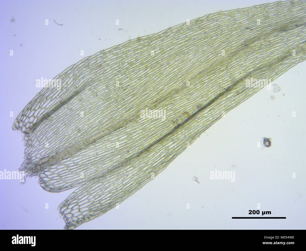 Brachythecium salebrosum is a moss species, cataloged and preserved for ...