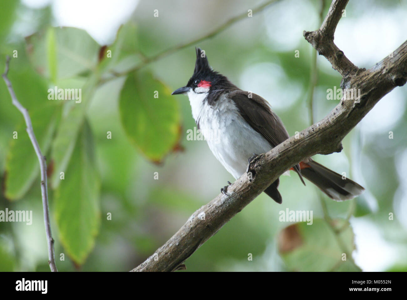 Bulbul-de-Maurice, or the Mauritius Bulbul, is a bird species native to ...