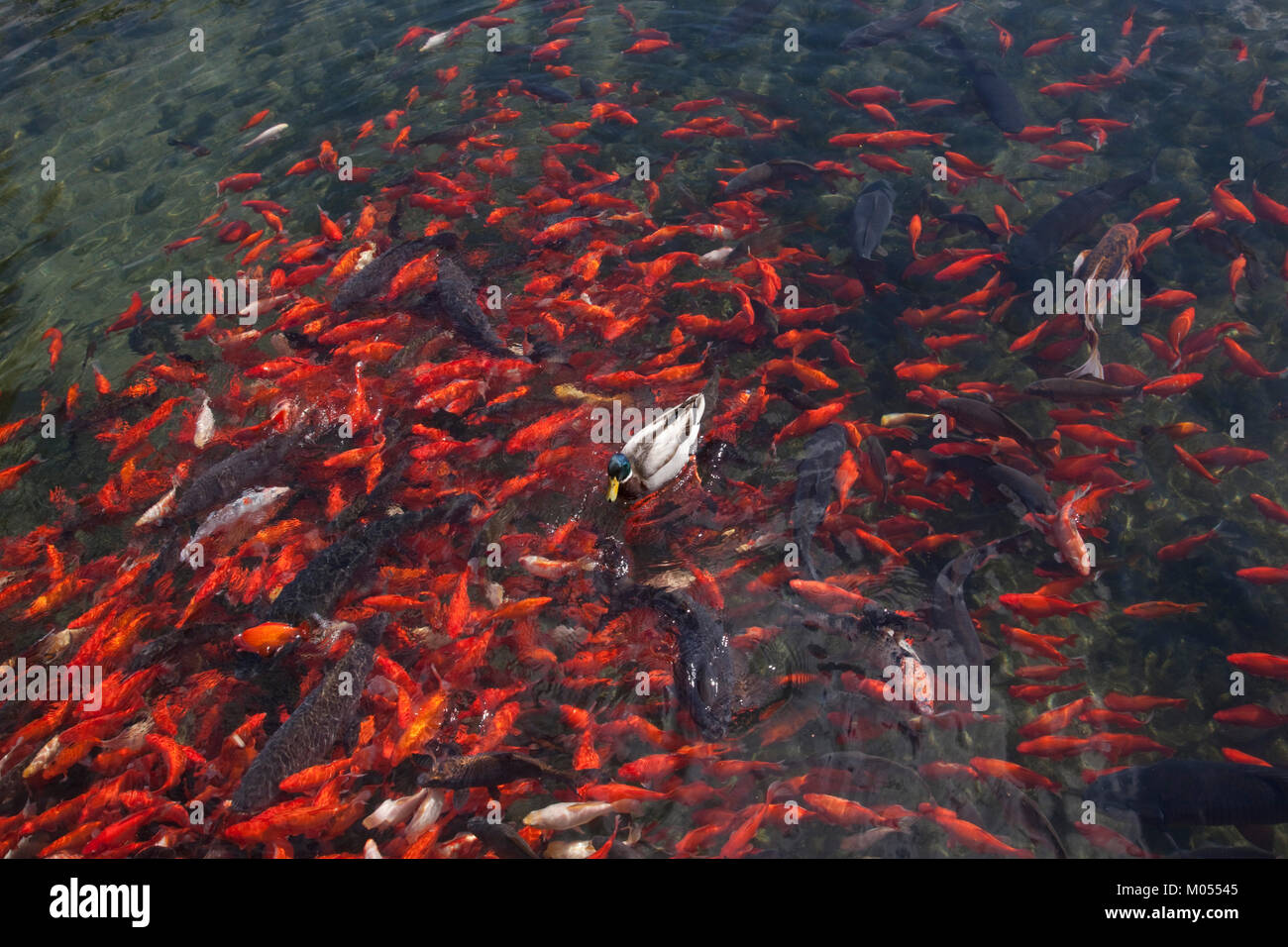 Goldfish pond hi-res stock photography and images - Alamy