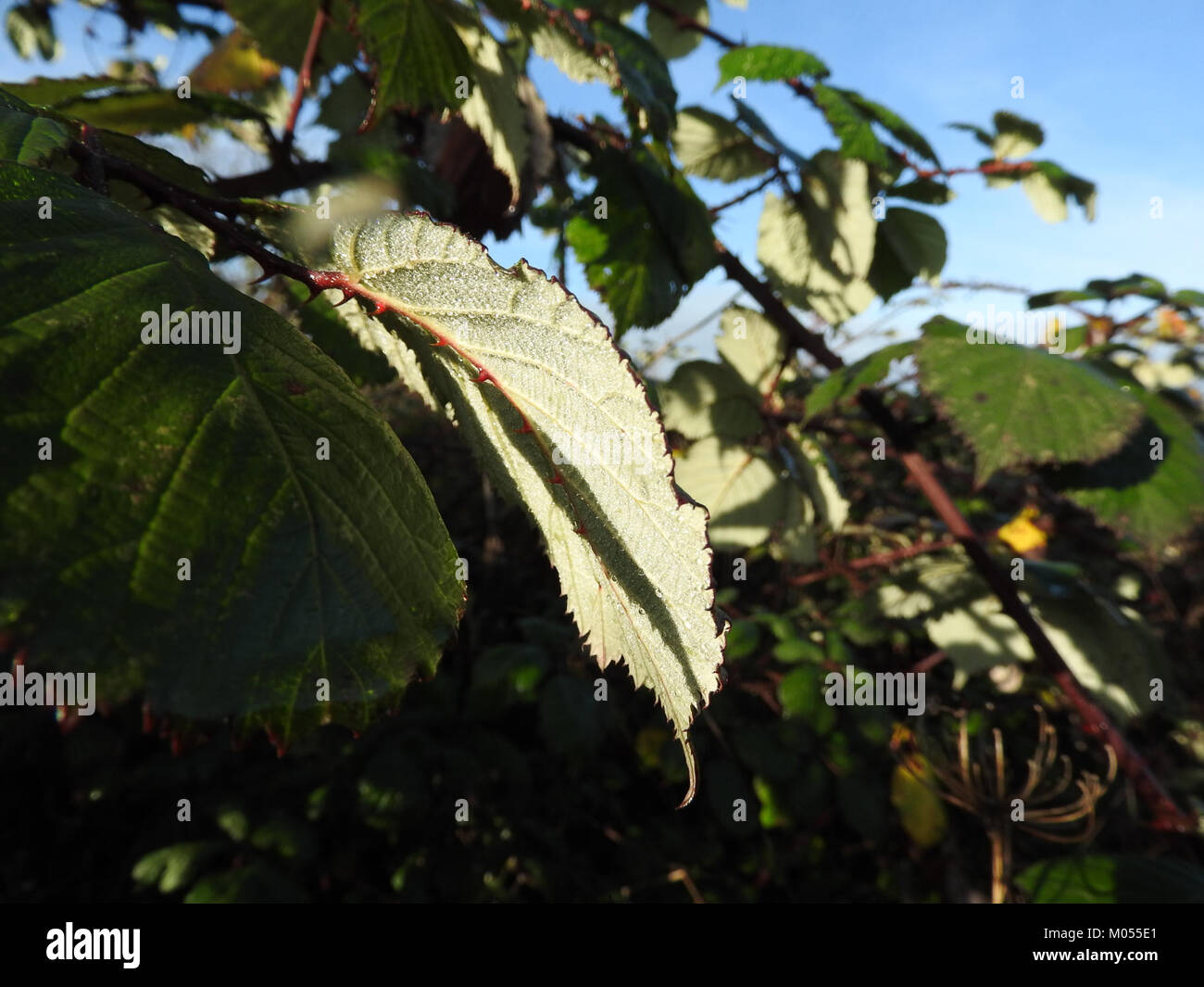 Brambles illustration hi-res stock photography and images - Alamy