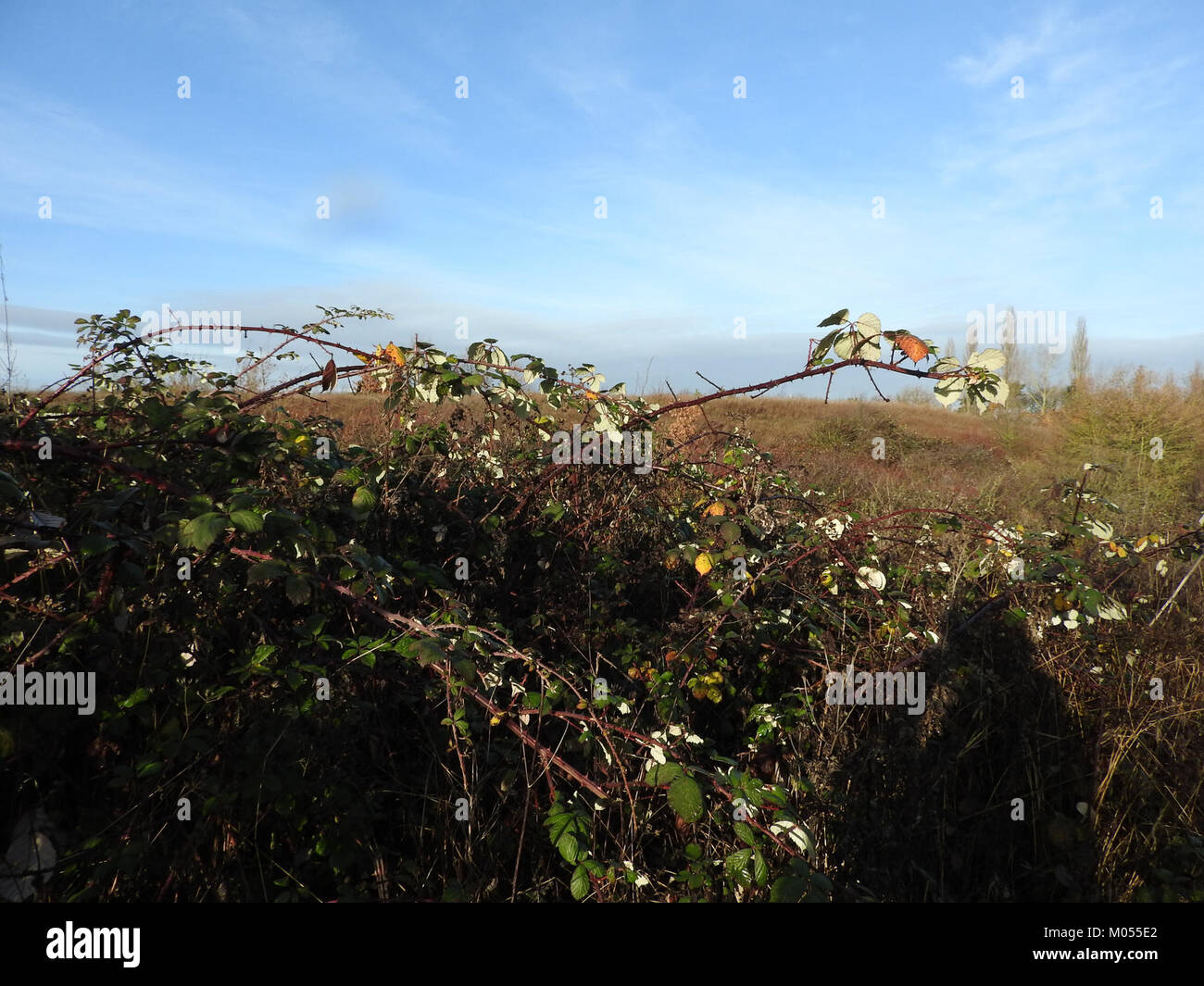 A bramble thicket, dense with thorny bushes and underbrush, represents ...