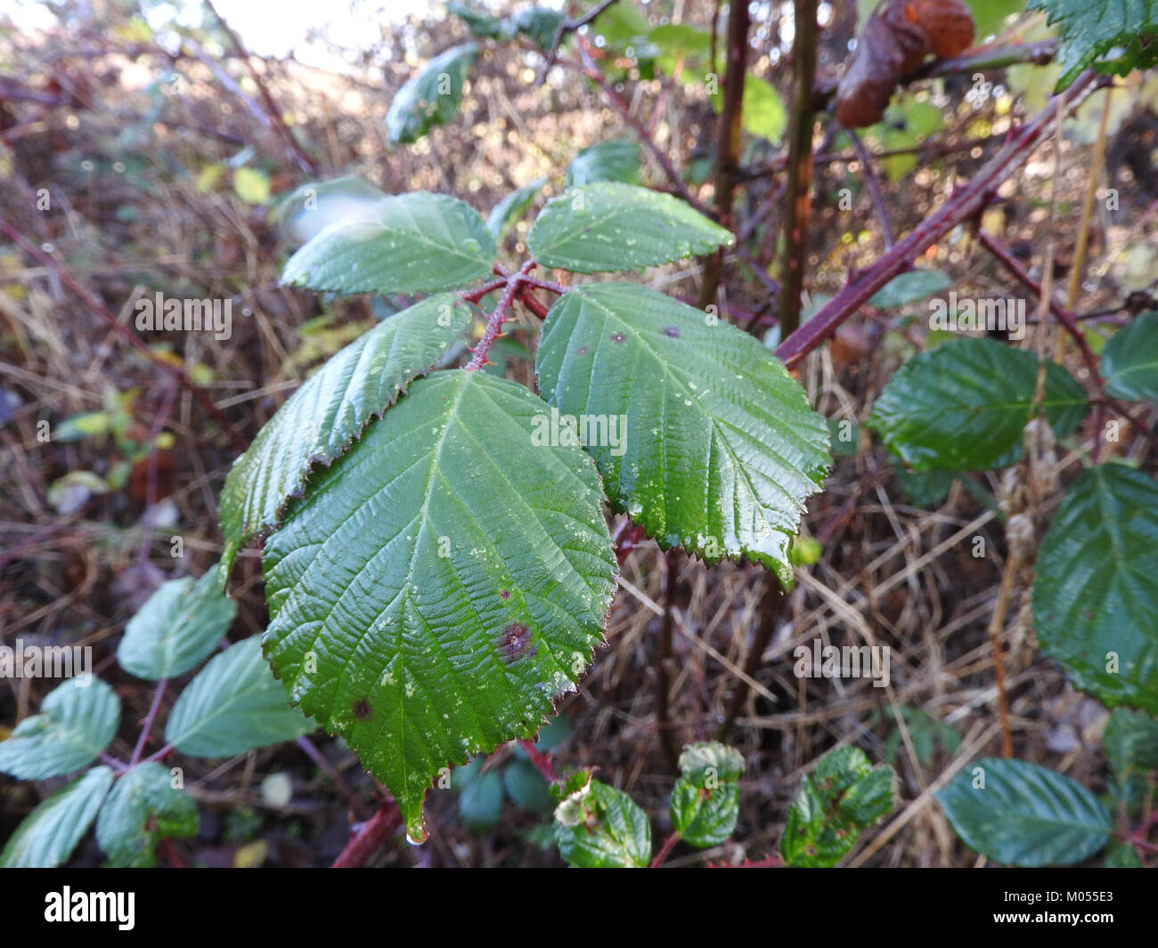 Brambles illustration hi-res stock photography and images - Alamy