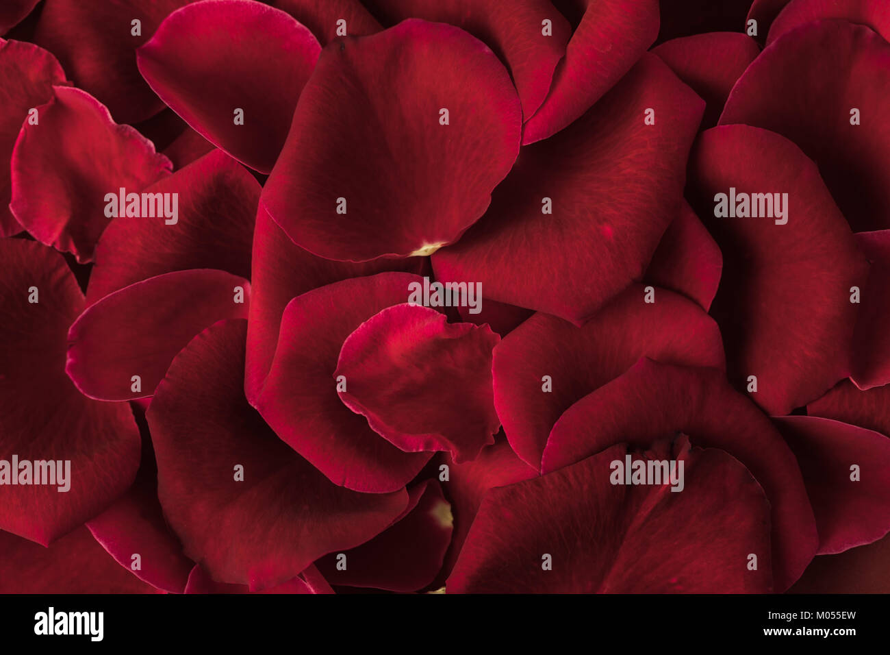 close up view of red roses petals texture Stock Photo - Alamy