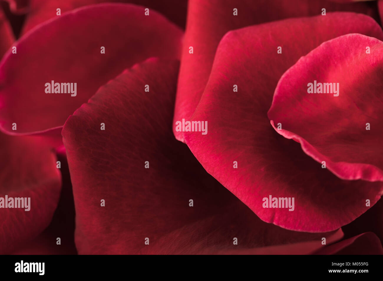 close up view of red roses petals texture Stock Photo - Alamy
