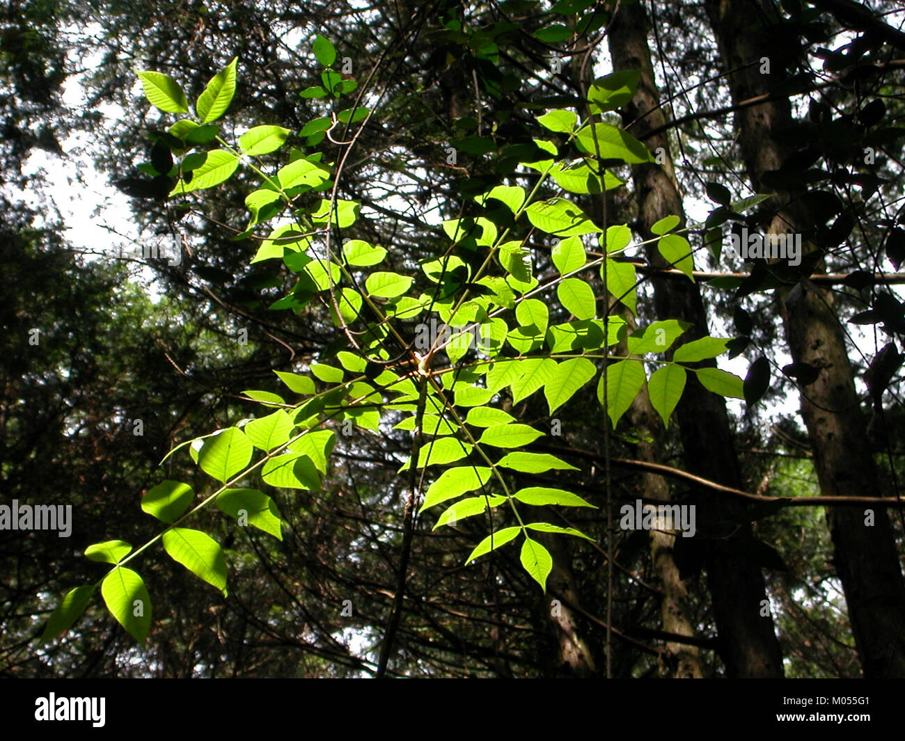 Japan’s seasons hi-res stock photography and images - Alamy