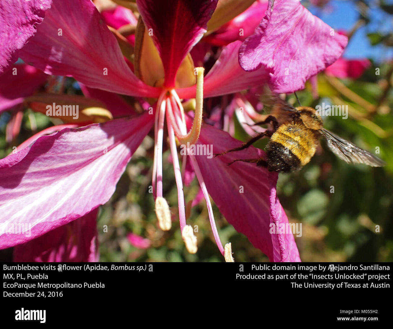 A bumblebee (Bombus sp.) visits a flower, performing pollination. This ...