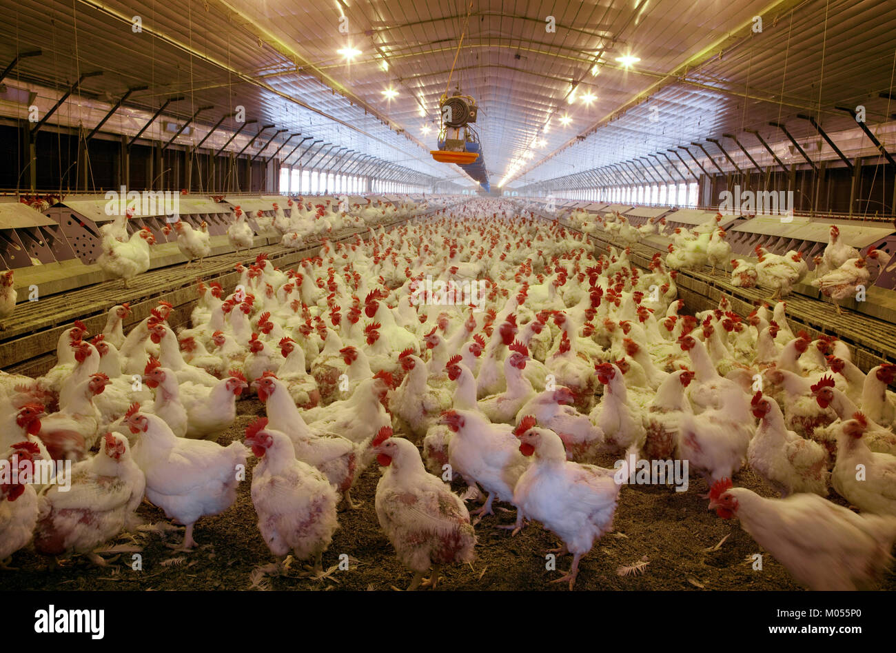 High Population of Chickens Stock Photo - Alamy