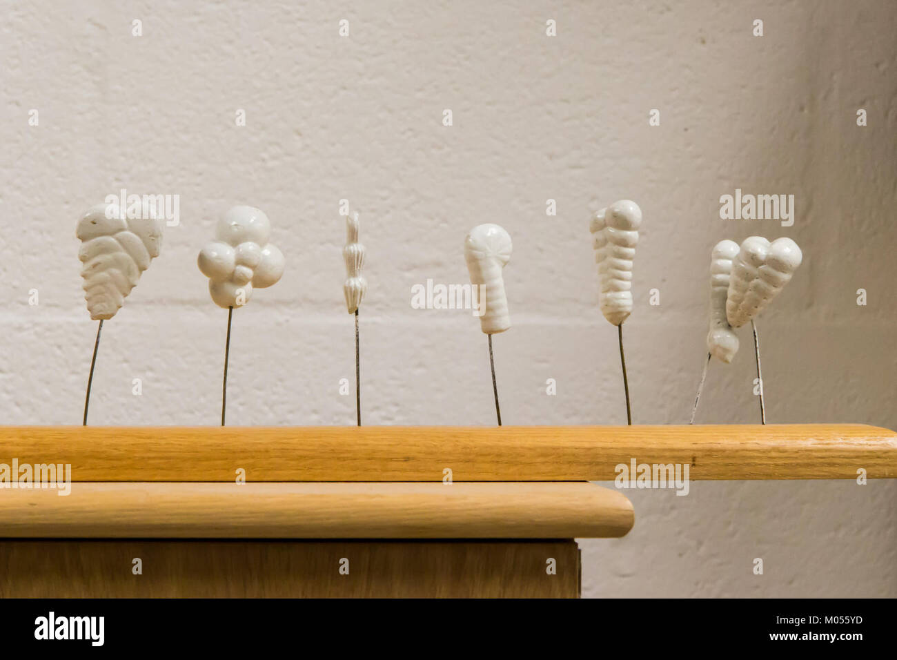 The Burke Museum in Seattle offers a comprehensive tour showcasing a ...