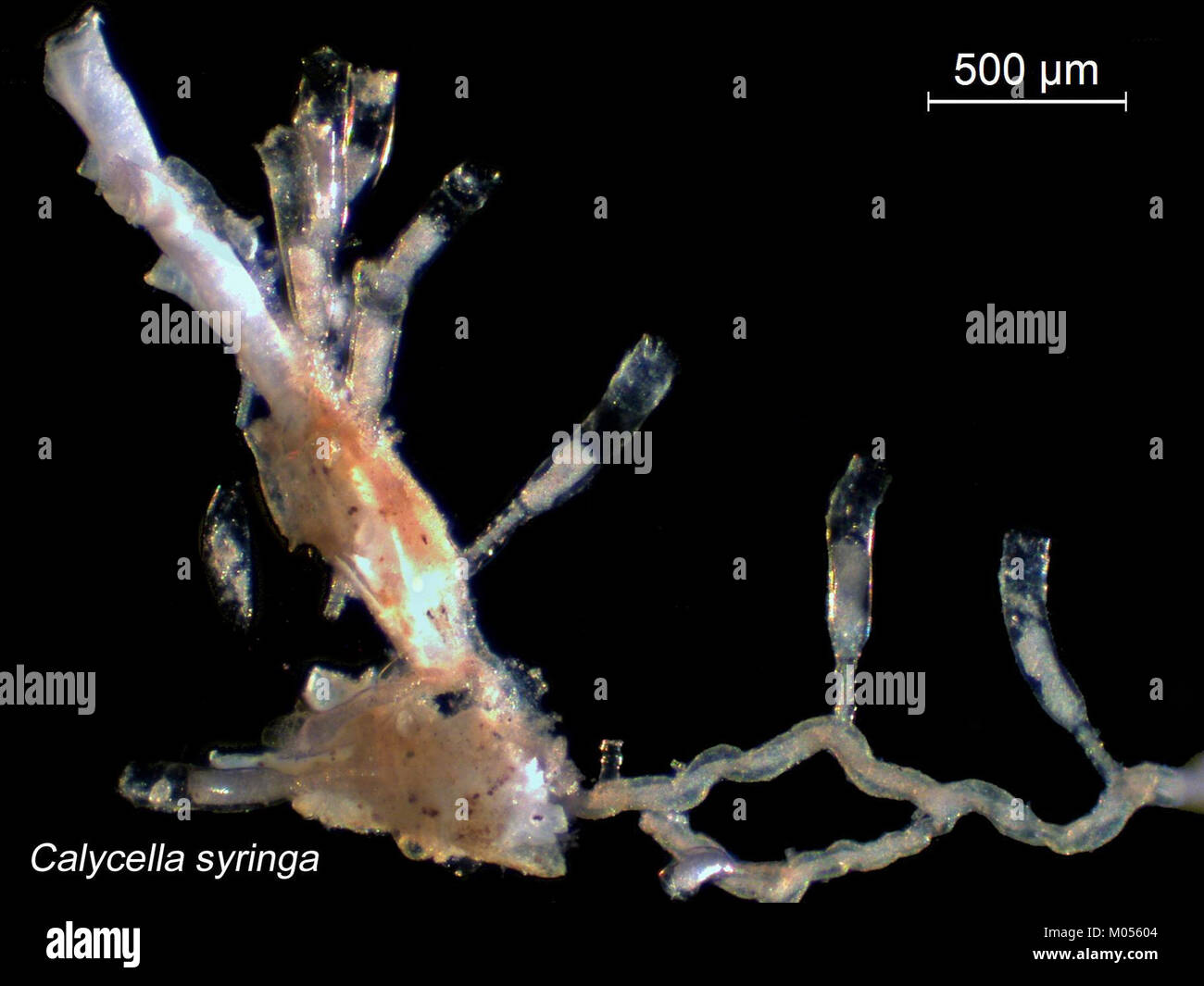 Calycella hi-res stock photography and images - Alamy