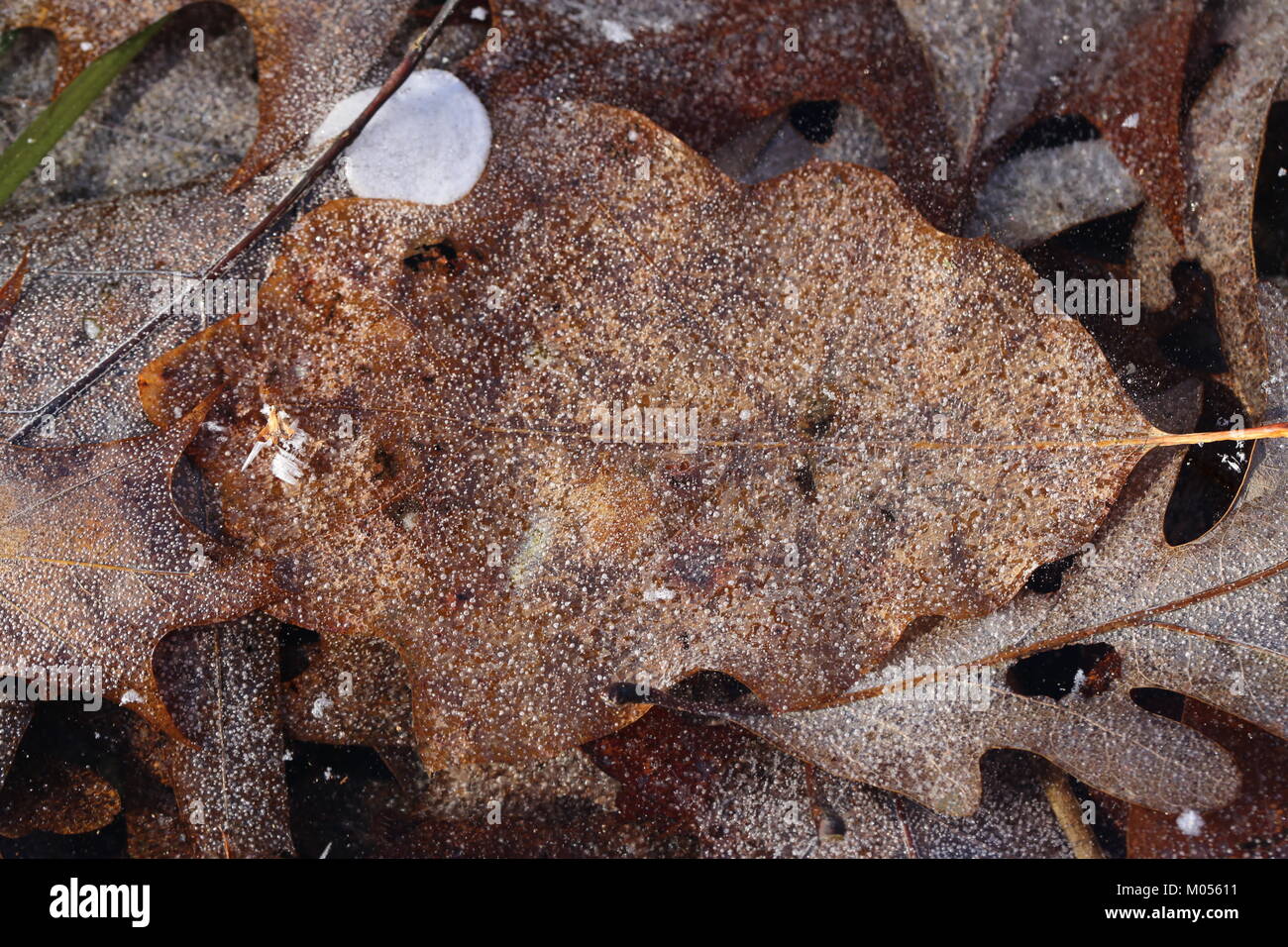White Oak leaf under ice on a cold December day [Quercus alba] Stock ...