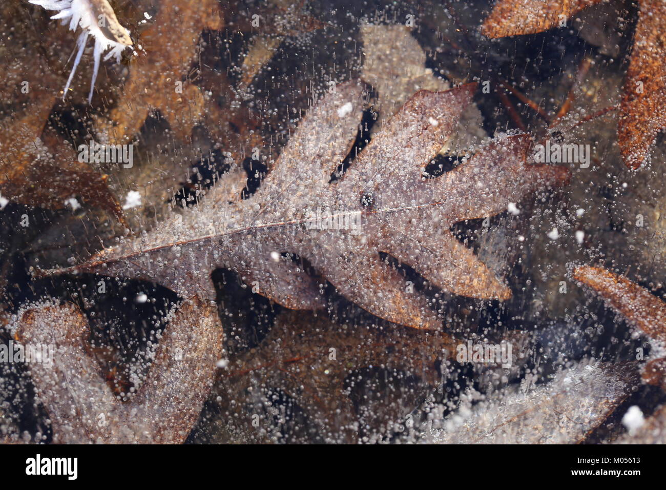 White Oak leaf under ice on a cold December day [Quercus alba] Stock ...