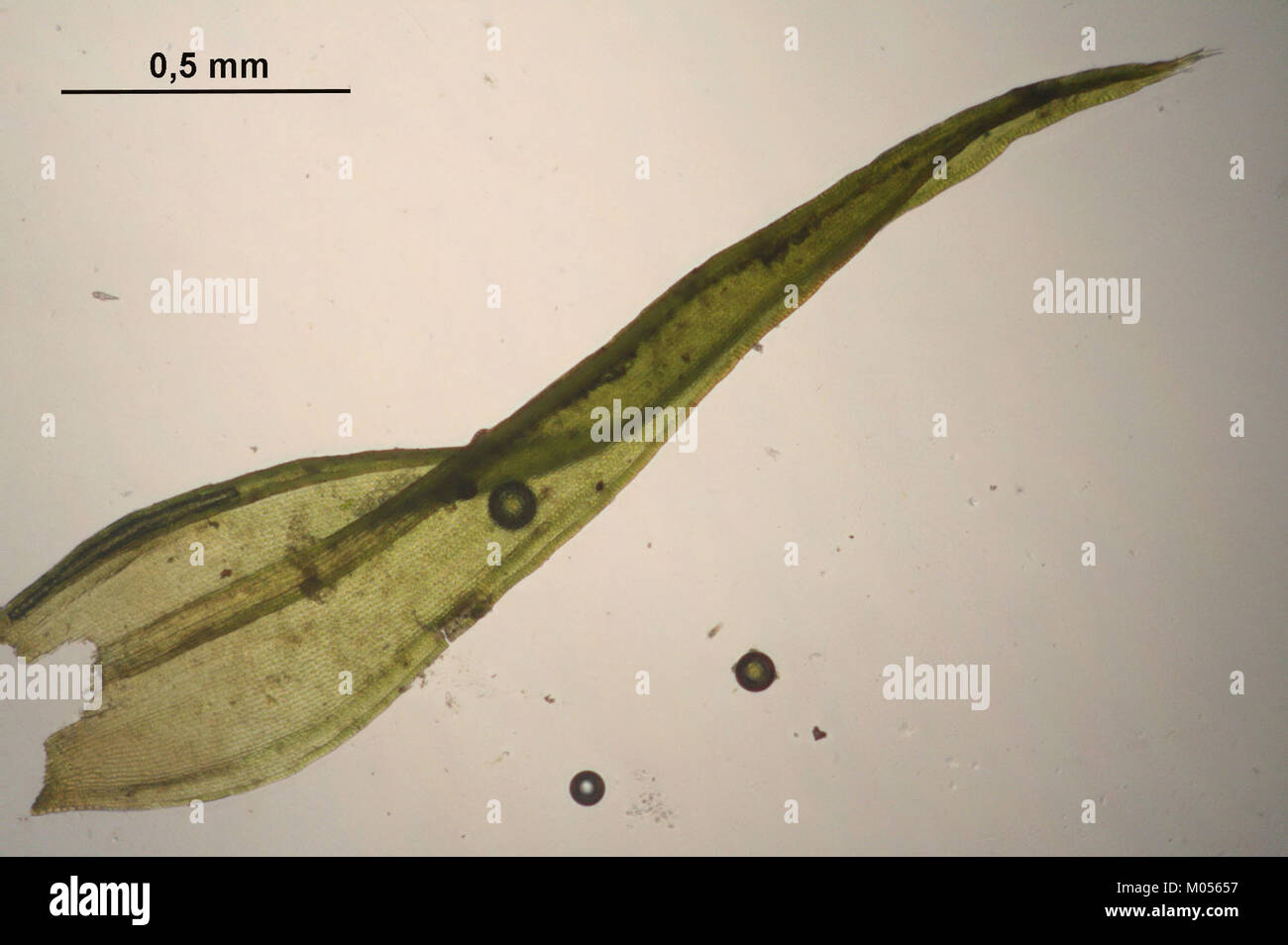 Bucklandiella sudetica is a species of moss native to the Sudetes ...