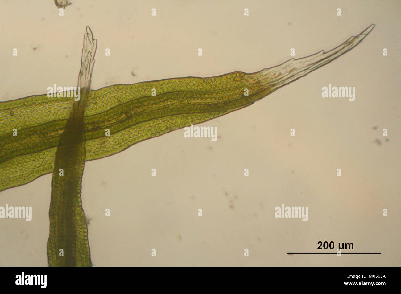 Bucklandiella sudetica is a species of moss, documented under the code ...