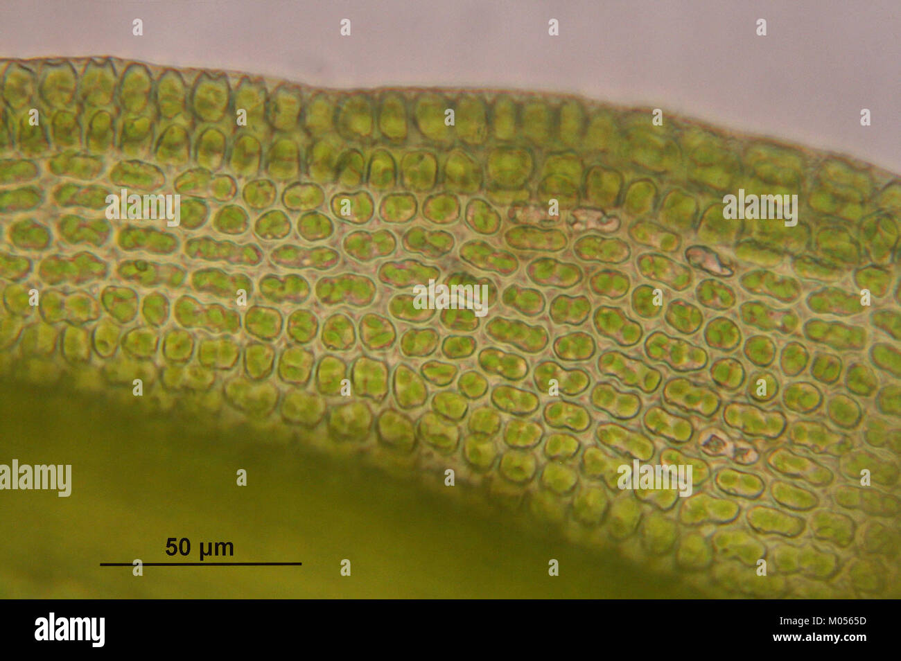 Bucklandiella sudetica is a species of moss, identified and cataloged ...