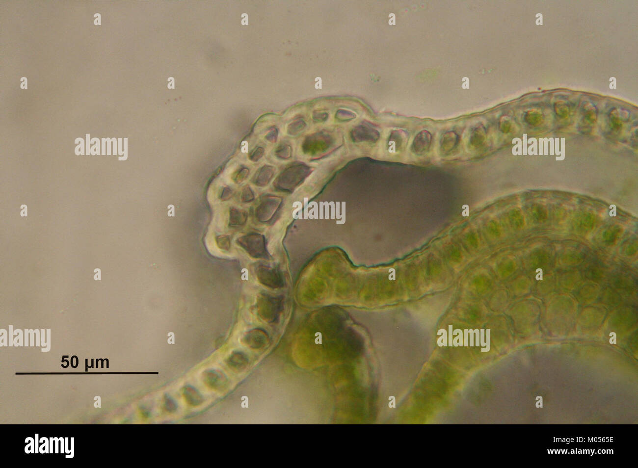 Bucklandiella sudetica is a moss species native to the Sudetes ...