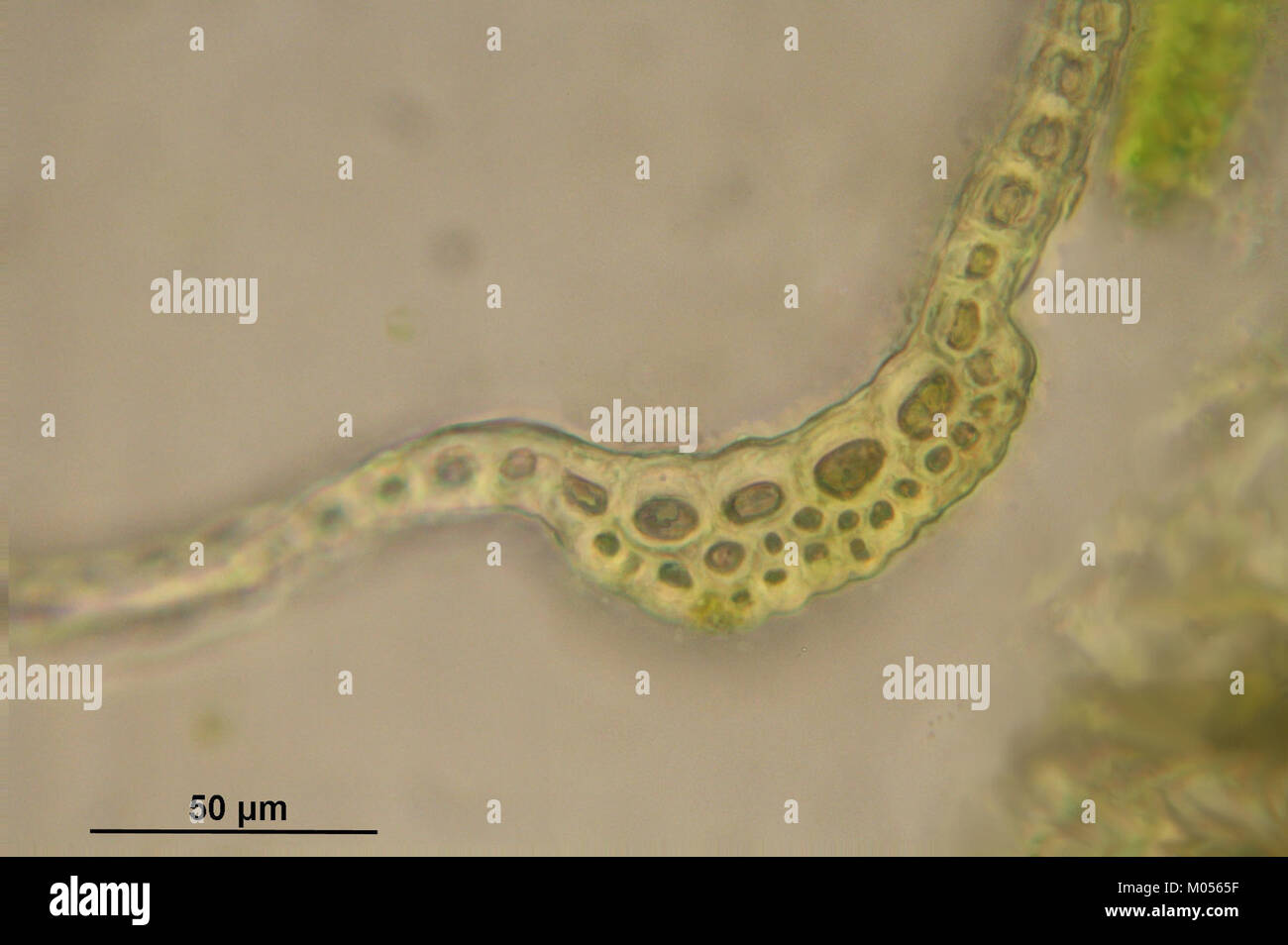 Bucklandiella sudetica is a species of moss, notable for its unique ...