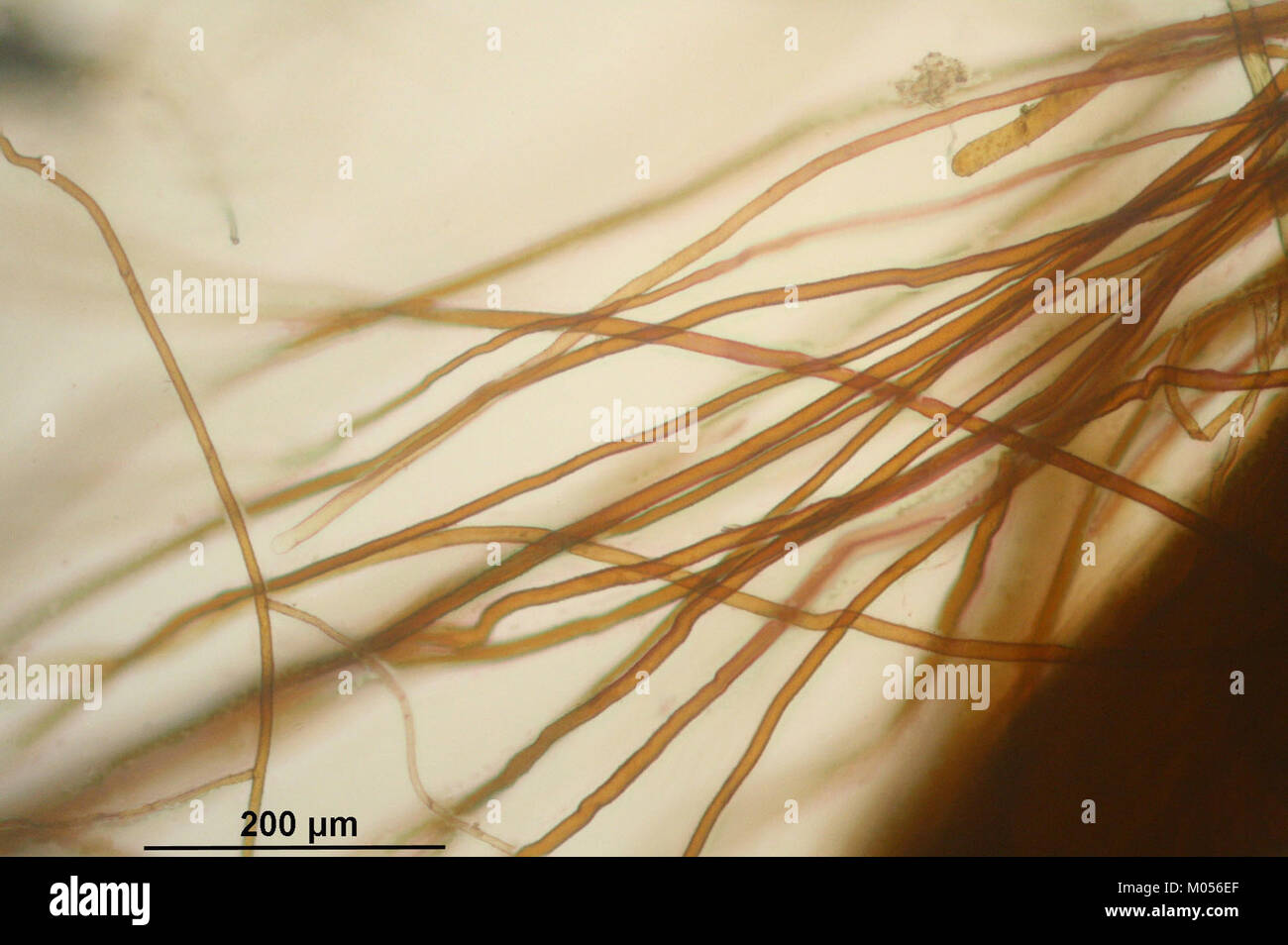 Bryum Capillare Stock Photos & Bryum Capillare Stock Images - Alamy