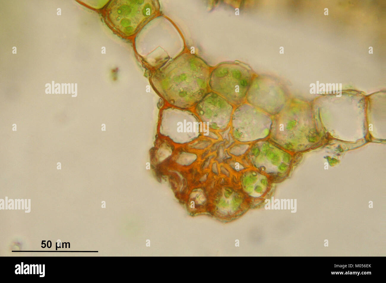 Studying plant taxonomy hi-res stock photography and images - Alamy