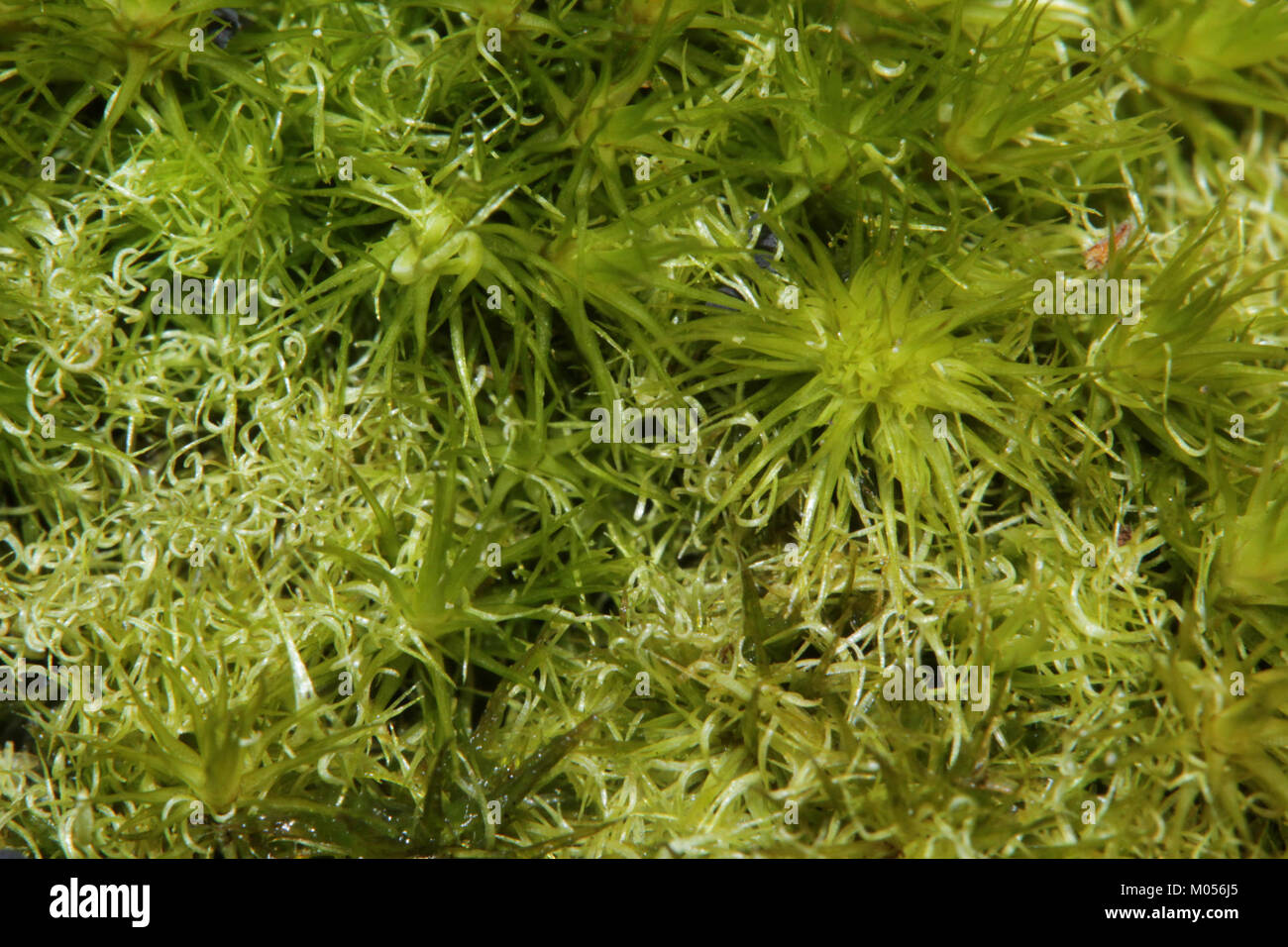 Campylopus fragilis is a moss species, cataloged in scientific records ...